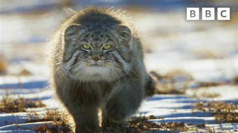 Worlds Grumpiest Cat