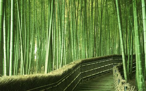 開心瘋人院 日本京都竹林道