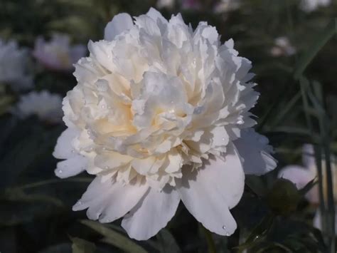 新添镇刘家沟门村芍药花开别样美 澎湃号政务 澎湃新闻 The Paper