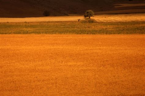 Tierras De Cultivo Foto Premium