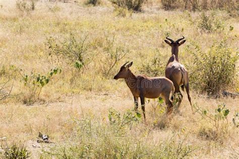 Adult Tsessebe Stock Image Image Of Wild Outdoor African 31590183