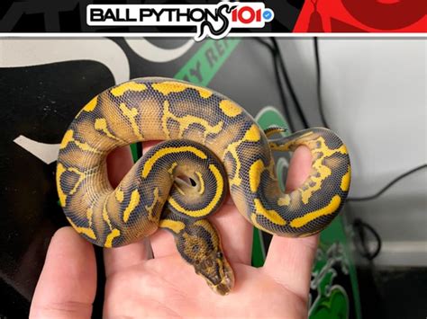 Leopard Highway Het Clown Ball Python By Ball Pythons 101