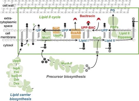 Scheme Of The Cell Wall Biosynthetic Pathway And Its Inhibition By