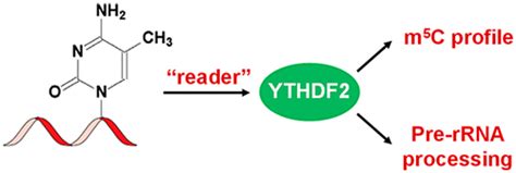 Ythdf2 Binds To 5 Methylcytosine In Rna And Modulates The Maturation Of