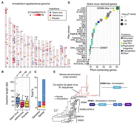 Ancient Microbes Offer Clues To How Complex Life Evolved Astrobiology