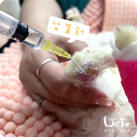 寵物傷口沖洗用 BD 靜脈留置針 軟針 24G 黃色 純介紹網路不可販售 醫療器材用品一覽 慢慢老 居家照護