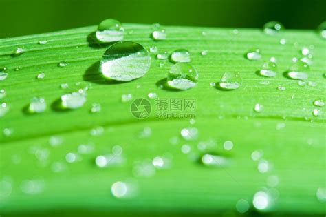 草叶上的露珠高清图片下载 正版图片503221022 摄图网