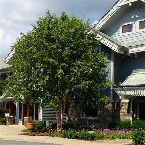 5 Best Shade Trees To Grow In Sacramento