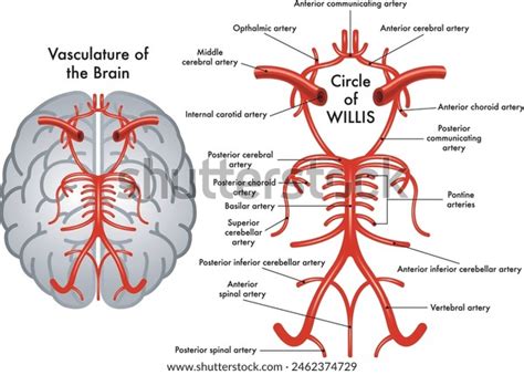 Schematic Medical Illustration Circle Willis Part Stock Vector Royalty