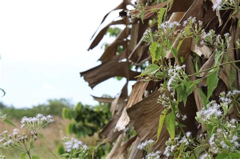 Premium Photo Chromolaena Odorata