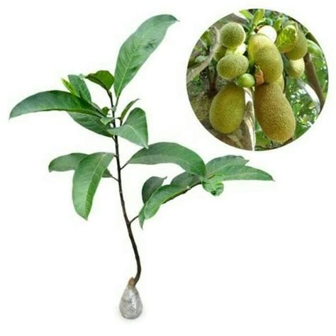 Jual Cempedak King Shopee Indonesia