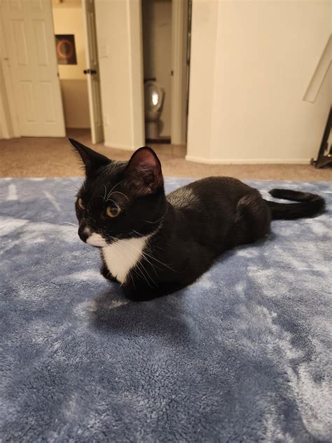 Tuxedo Loaf R Catloaf