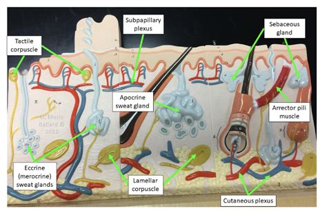 Functions Integumentary Diagram Quizlet