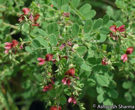 Indigofera Eflora Of India