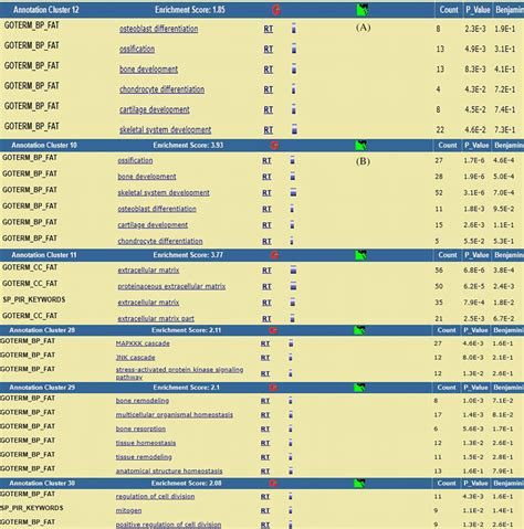 A Functional Annotation Cluster Analysis By David Database For Group
