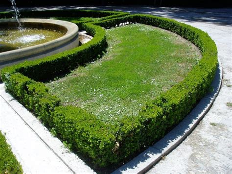 Plantae Arrayan 20 00