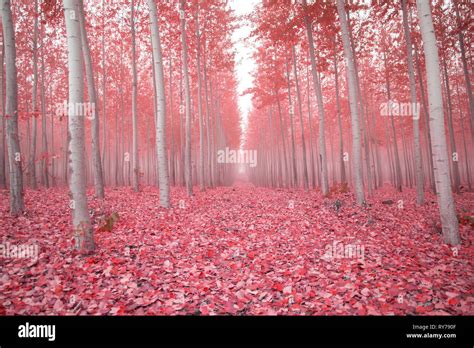 Scenic View Of Trees Amidst Pink Fallen Leaves In Forest During Autumn Stock Photo Alamy
