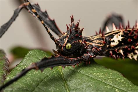 This Might Be The Most Badass Stick Insect Ever Thoughts Featured