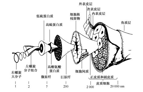 科学网—纤维乎？人乎？ 顾伯洪的博文