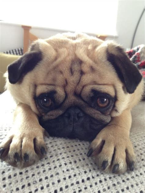 可愛すぎるパグの画像集まとめ100選 Cute pugs Pugs Pug pictures