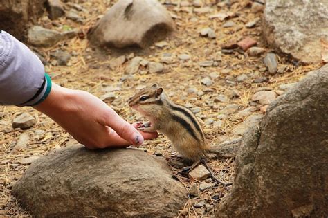 Premium Photo Man Feeding Squirrel On Land