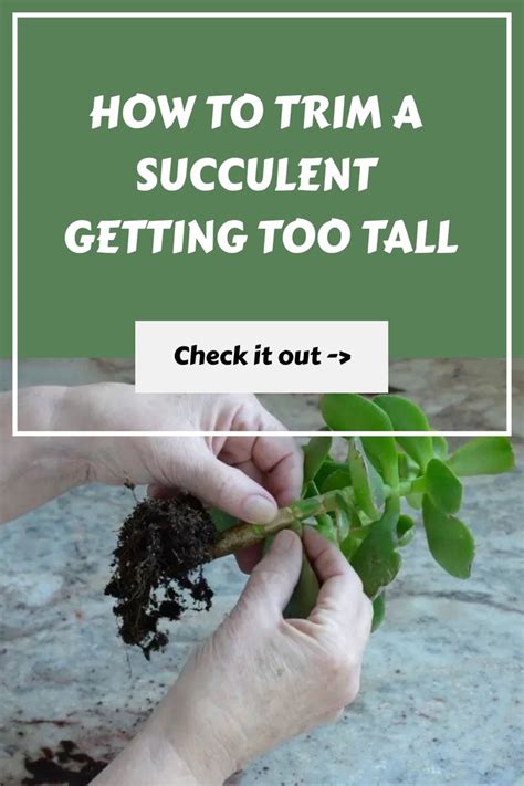 How To Trim A Succulent Getting Too Tall Tall Succulents How To Grow