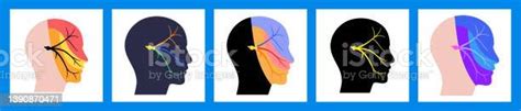 Trigeminal Nerve Diagram向量圖形及更多神經痛圖片 神經痛 人的臉部 人體神經系統 Istock