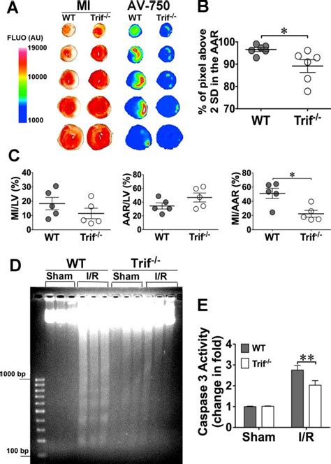Trif− − Mice Have Attenuated Myocardial Apoptosis And Decreased Download Scientific Diagram