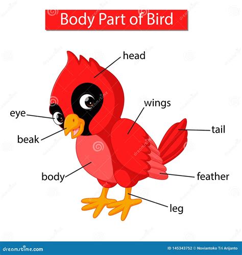 Diagram Showing Life Cycle Of Cockroach Illustration Cartoon Vector