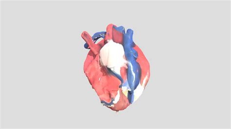 Heart 3d Model By Ejg231 [9fd24dc] Sketchfab