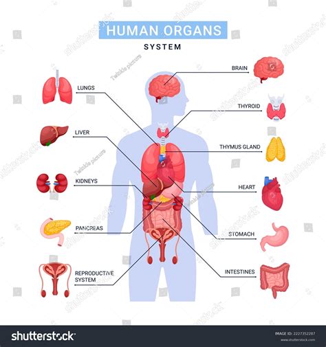 Diagrama De órganos Del Cuerpo Humano Femenino