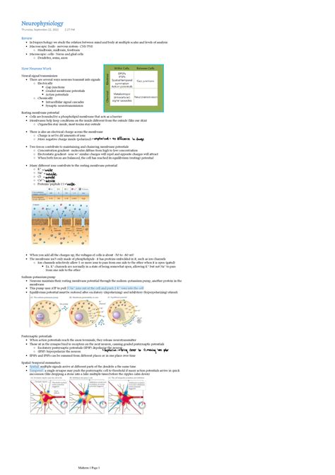Neurophysiology How Neurons Work What Happens At Synapses How Action Potentials Are