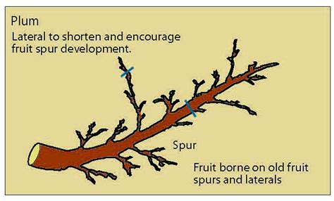 Fruit Trees Home Gardening Apple Cherry Pear Plum Non Fruit