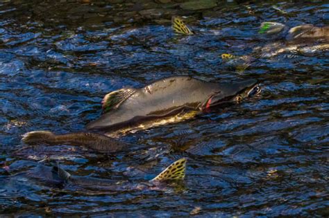 Is Salmon High In Mercury