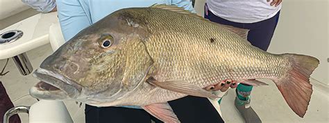 Reef Fishing Mutton Snapper Key West Fishing Report