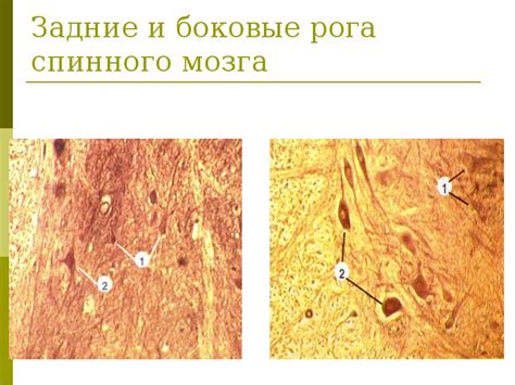 Органы нервной системы Спинной и головной мозг Рефлекторные дуги