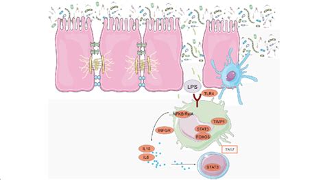 A Model For Increased Intestinal Permeability After Exercise Based On
