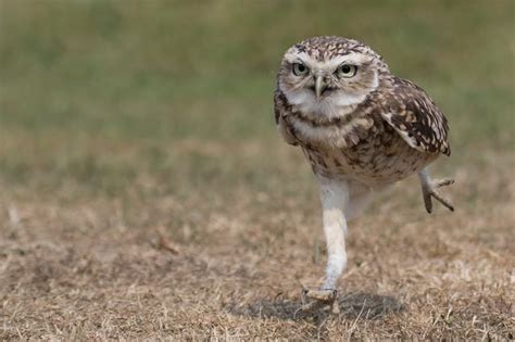 Burrowing Owl Is Running Rdamnthatsinteresting
