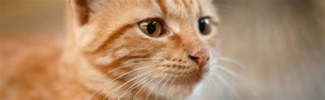Internal Pet Medicine In Topsham Me Androscoggin Animal