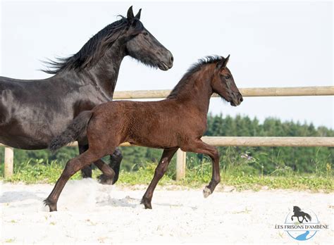 Yeleen Elevage Les Frisons D Amb Ne