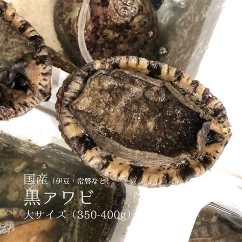 活 天然黒アワビ 1個350400gサイズ 国産（伊豆常磐福岡新潟など）【黒鮑350400gx1個】冷蔵 豊洲直送