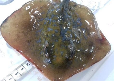 Dasyatis Marmorata Guide Of Mediterranean Skates And Rays