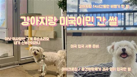 미국이민썰 강아지랑 같이 미국이민 간 썰 푼다 신부전 노견이랑 이민간 썰 강아지 미국 입국 서류 준비 마이크로칩