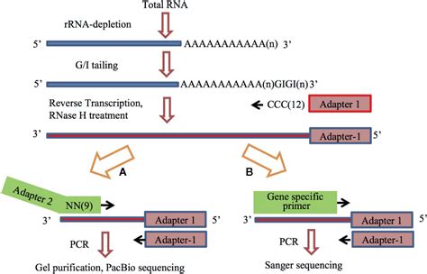 Frontiers Heat Shock Responsive Gene Expression Modulated By Mrna Poly A Tail Length