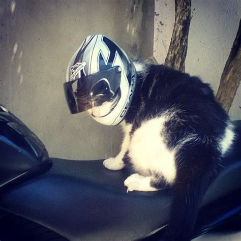 Pin De Gil Barros Em Animais De Estimação Animais De Estimação Gatos