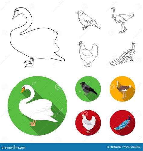 Crow Ostrich Chicken Peacock Birds Set Collection Icons In Outline