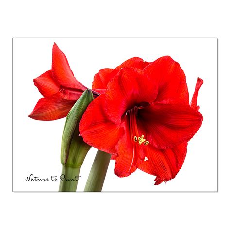 Blumenfotografie Rote Amaryllis Mein Blumenbild Des Tages