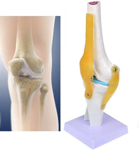 Buy Human Knee Joint Modelanatomical Medical Simulation Model Knee