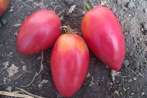 Nastenka: description of the tomato variety, characteristics of ...