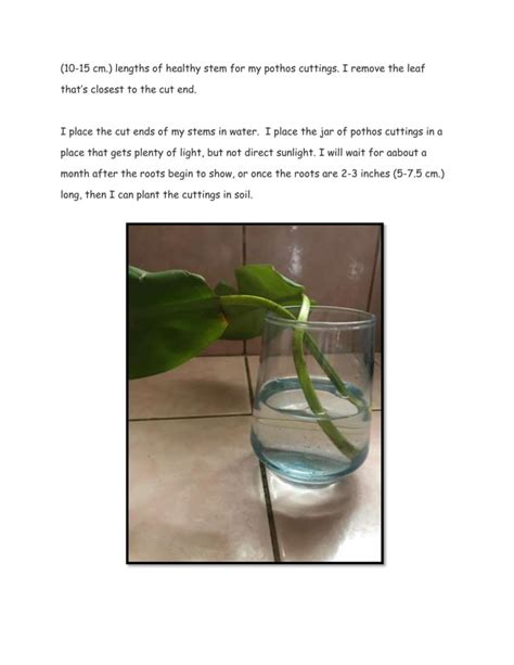 Asexual Propagation Thru Cuttingsdocx